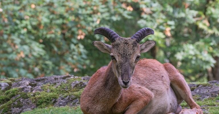 Delicious and Easy Ground Goat Recipes for Every Meal