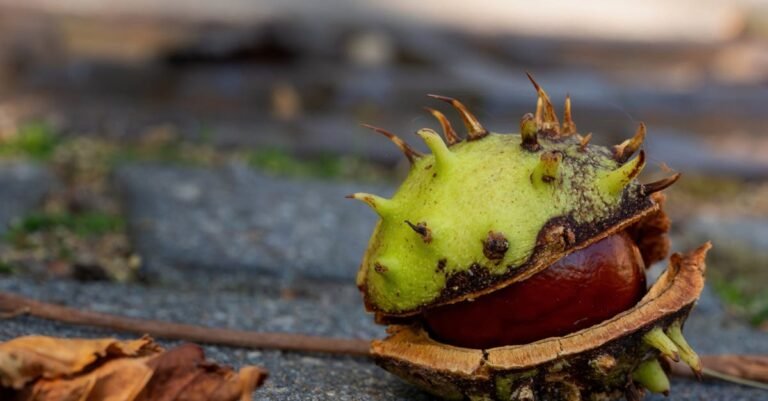 What Is A Buckeye Nut Good For?