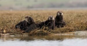 Do Seals Have Tails Or Feet?